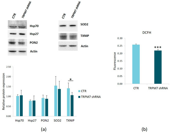 The Interplay between TRPM7 and MagT1 in Maintaining Endothelial ...