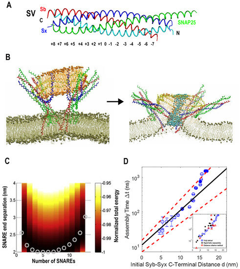 Molecular Dynamics Simulations of the Proteins Regulating Synaptic ...