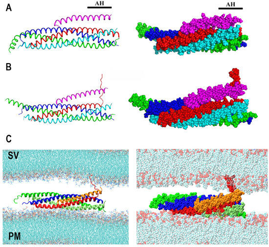 Molecular Dynamics Simulations of the Proteins Regulating Synaptic Vesicle Fusion