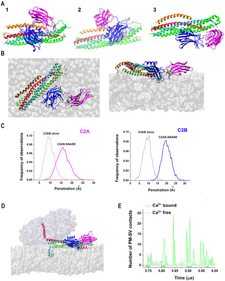 Molecular Dynamics Simulations of the Proteins Regulating Synaptic ...