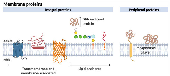 Current Methods for Identifying Plasma Membrane Proteins as Cancer Biomarkers
