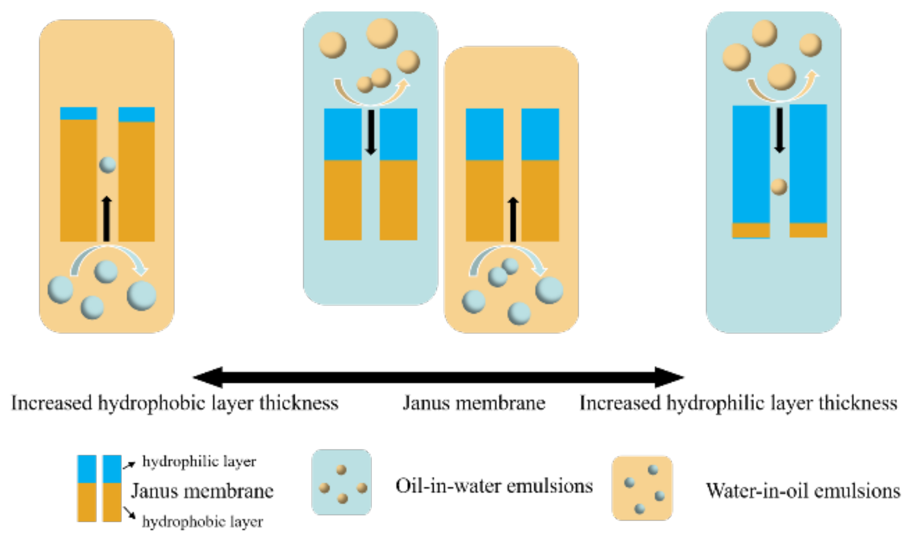 Preparation and Characterization of a Janus Membrane with an “Integrated” Structure and ...