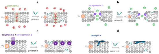 Modulation of the Dipole Potential of Model Lipid Membranes with ...