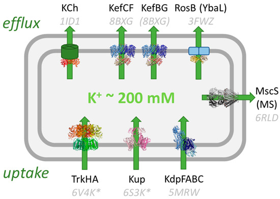 The Potassium Efflux System Kef: Bacterial Protection against Toxic ...
