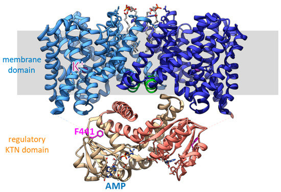 The Potassium Efflux System Kef: Bacterial Protection against Toxic ...