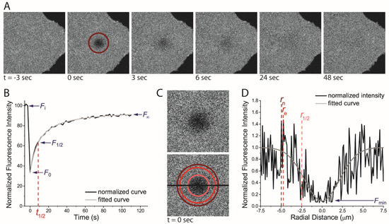 The Utility of Fluorescence Recovery after Photobleaching (FRAP) to ...