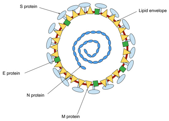 The Interaction of the Transmembrane Domain of SARS-CoV-2 E-Protein with Glycyrrhizic Acid in ...