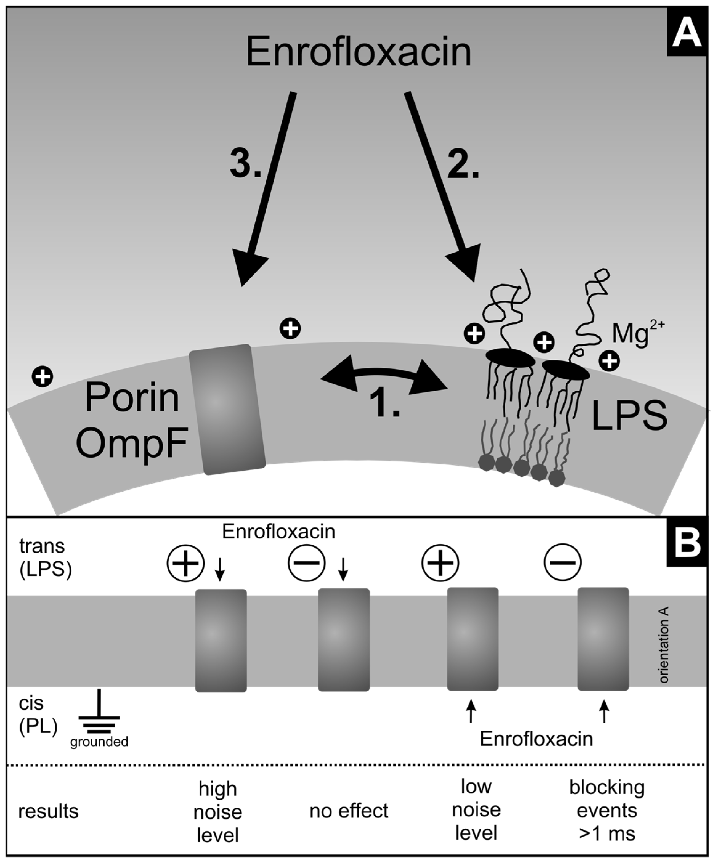 Influence of Membrane Asymmetry on OmpF Insertion, Orientation and Function