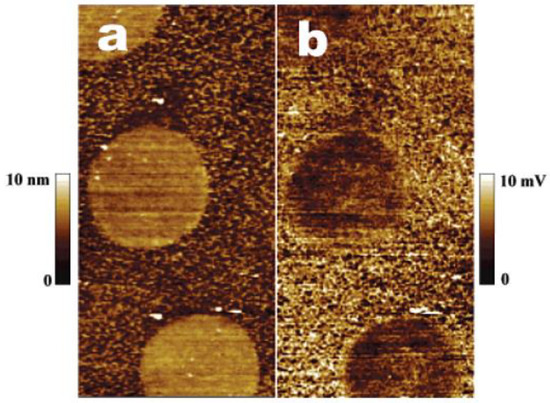 Developing Enzyme Immobilization with Fibrous Membranes Developing Enzyme Immobilization with Fibrous Membranes