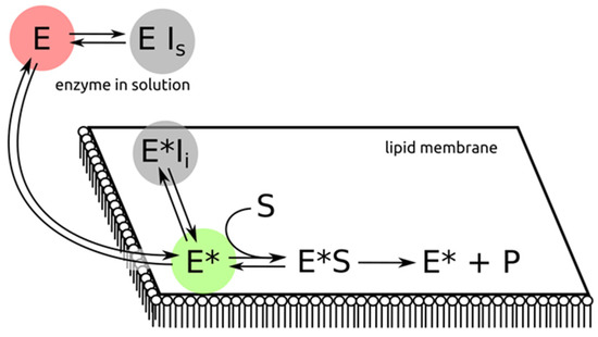 Alternative Targets for sPLA2 Activity: Role of Membrane-Enzyme ...