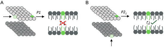 Building Asymmetric Lipid Bilayers for Molecular Dynamics Simulations: What Methods Exist and ...