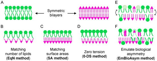 Building Asymmetric Lipid Bilayers for Molecular Dynamics Simulations: What Methods Exist and ...