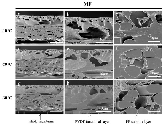 Preparation of Cross-Sectional Membrane Samples for Scanning Electron ...