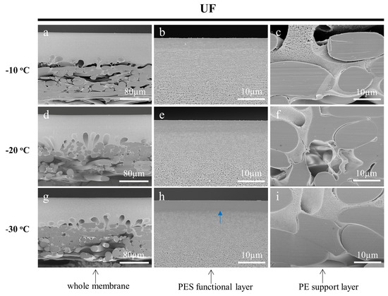 Preparation of Cross-Sectional Membrane Samples for Scanning Electron ...