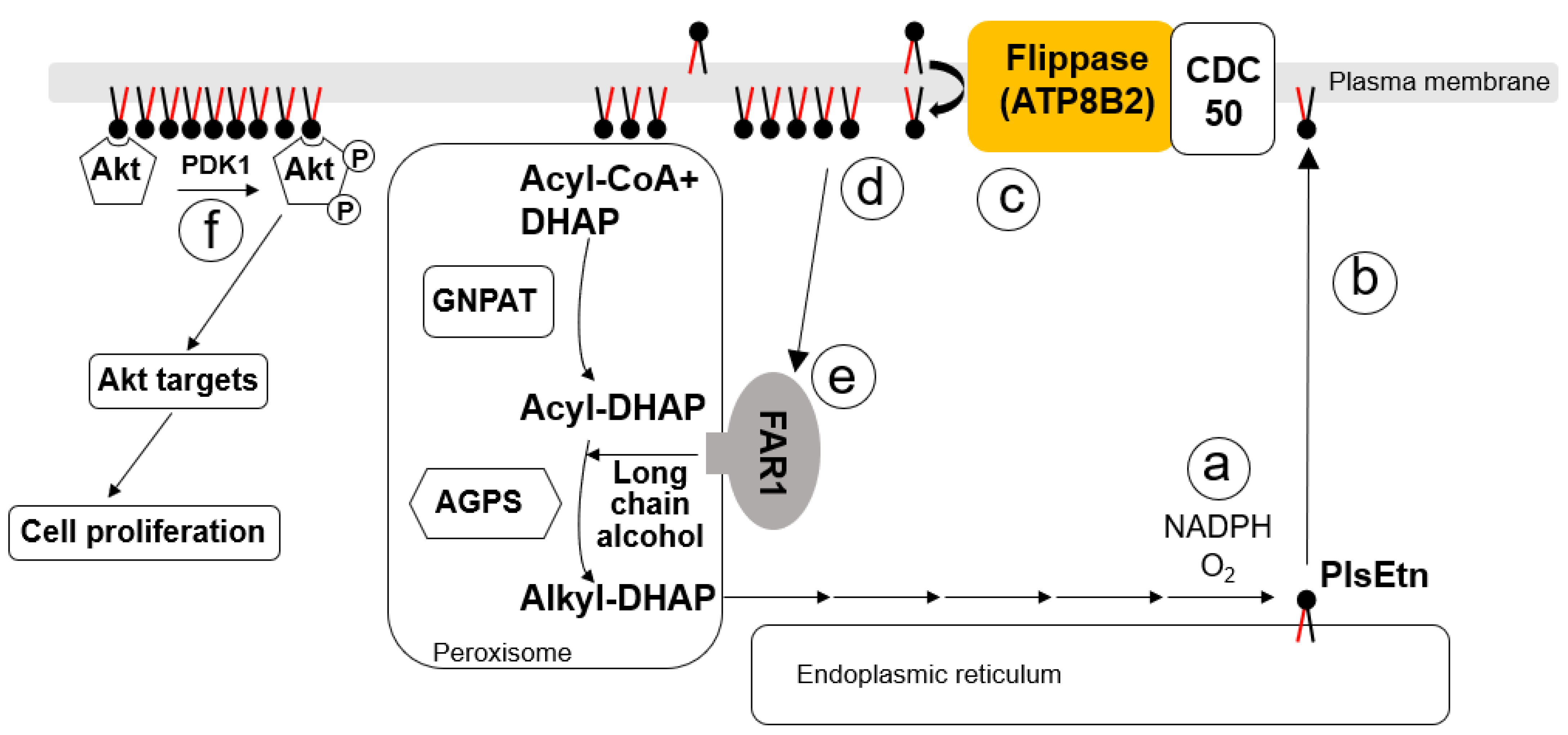 Membranes | Free Full-Text | Asymmetric Distribution of Plasmalogens ...