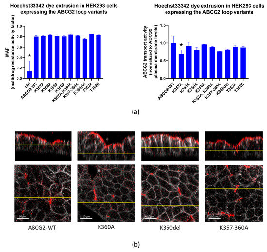 Membranes | Free Full-Text | Expression, Function and Trafficking of ...