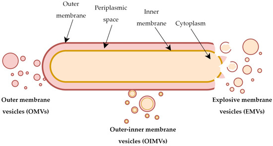 Latest Update on Outer Membrane Vesicles and Their Role in Horizontal ...