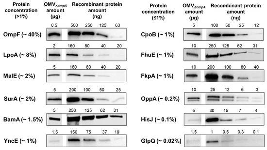Immunogenicity of Escherichia coli Outer Membrane Vesicles: Elucidation ...