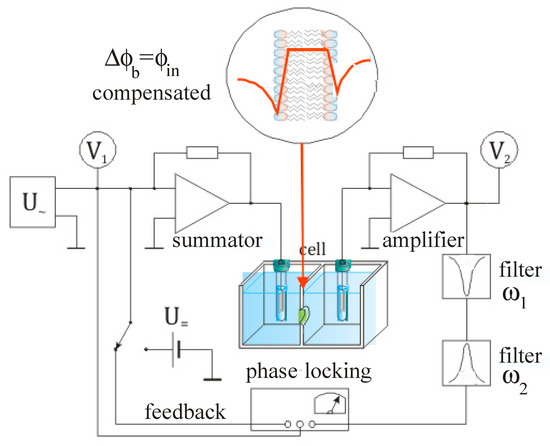 Electric Fields at the Lipid Membrane Interface