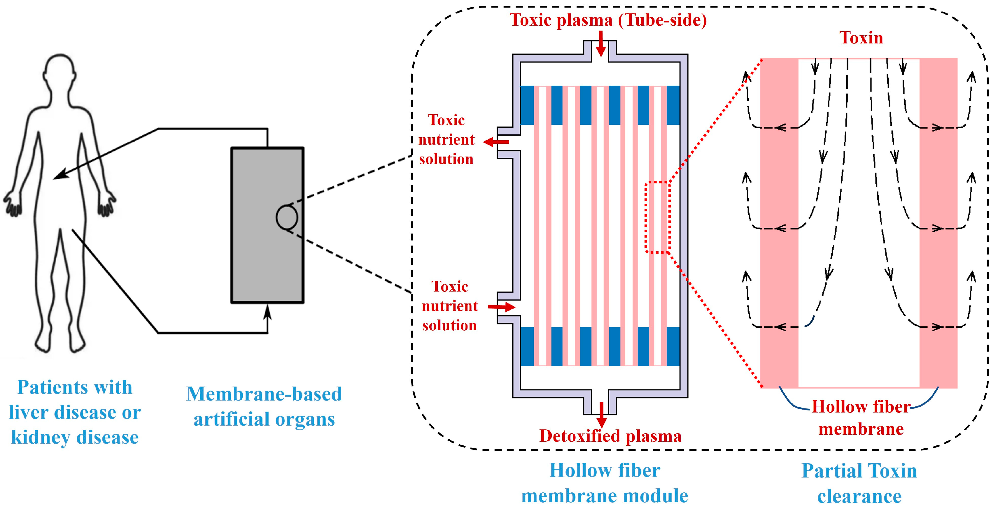 Membranes | Free Full-Text | Numerical Simulation of Mass Transfer in Hollow Fiber Membrane ...