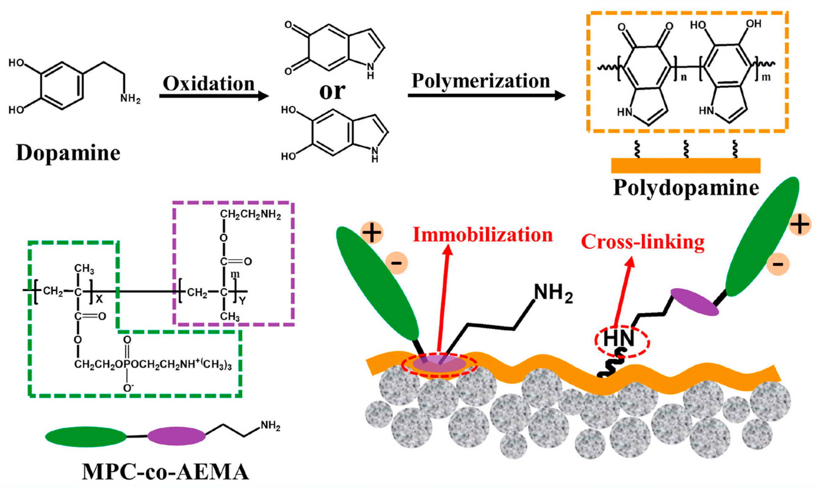 Membranes | Free Full-Text | Recent Advances in Dopamine-Based Membrane ...