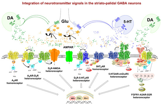 Membrane Heteroreceptor Complexes as Second-Order Protein Modulators: A Novel Integrative ...
