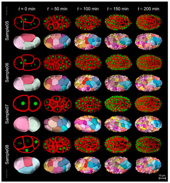 Membranes | Free Full-Text | Characterizing Cellular Physiological ...