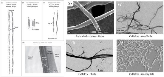 Cellulose Membranes: Synthesis and Applications for Water and Gas ...