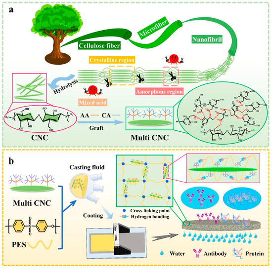 Cellulose Membranes: Synthesis and Applications for Water and Gas ...