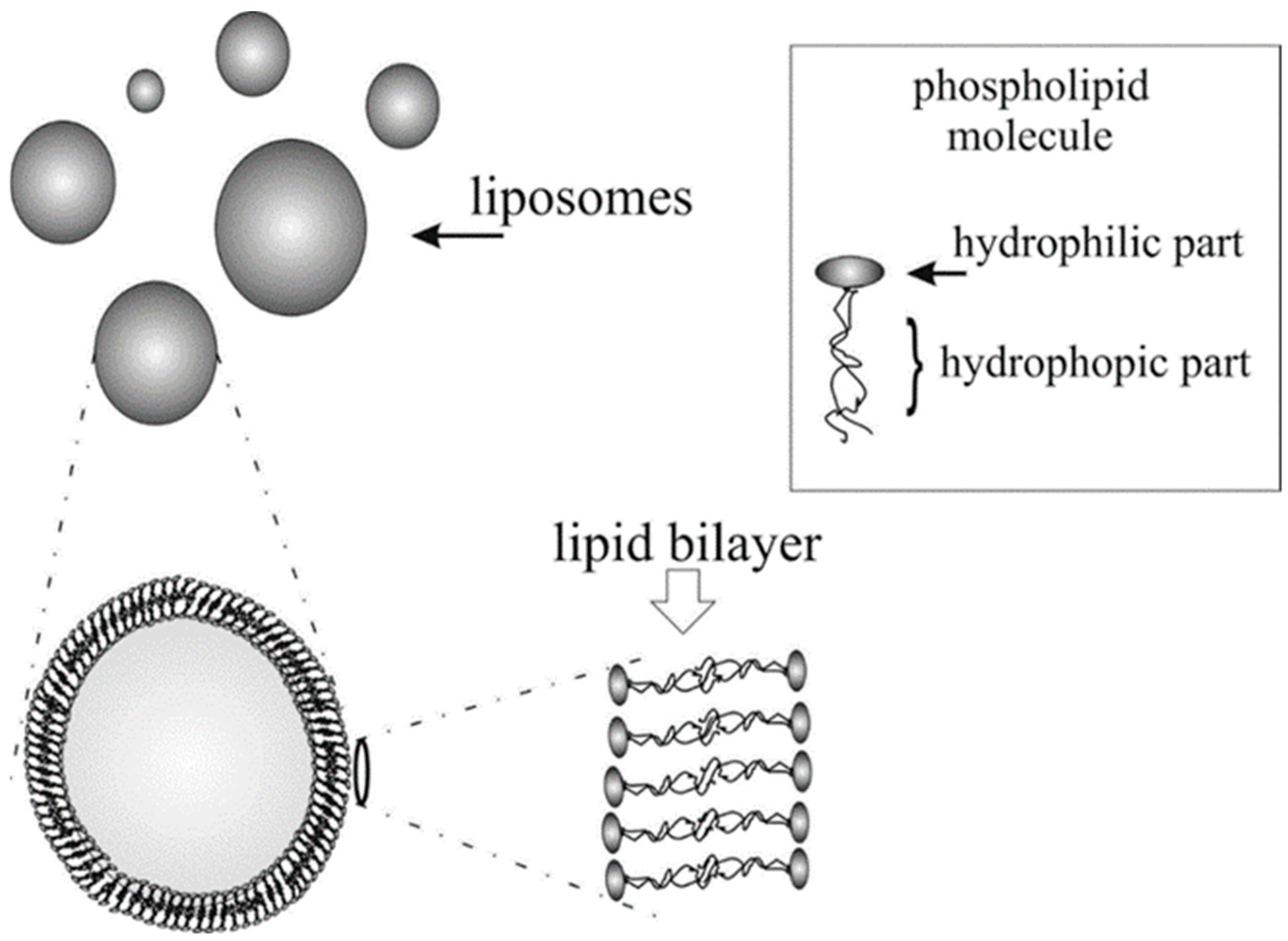 Effect of Ionic and Nonionic Compounds Structure on the Fluidity of ...