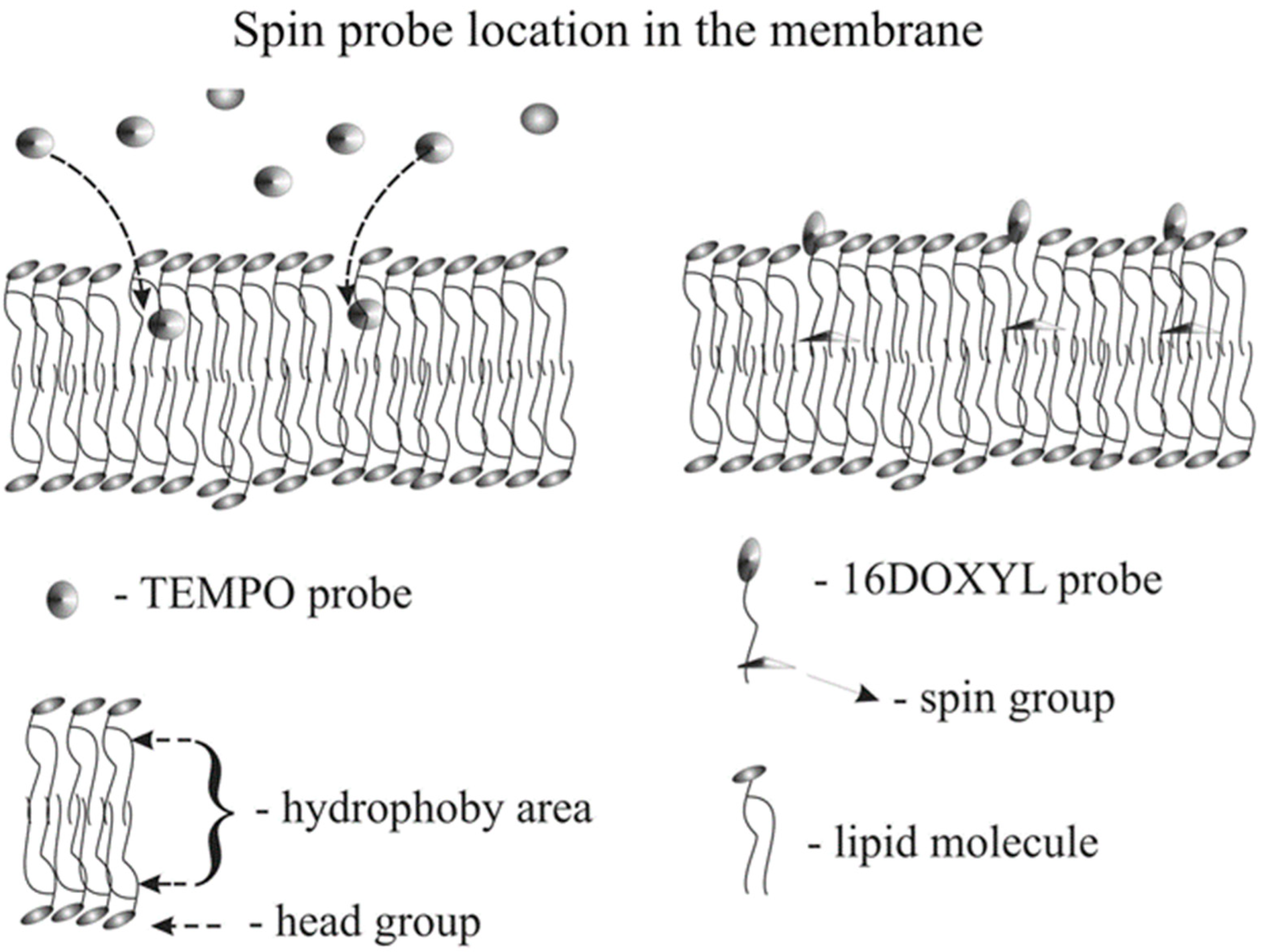 Effect of Ionic and Nonionic Compounds Structure on the Fluidity of ...