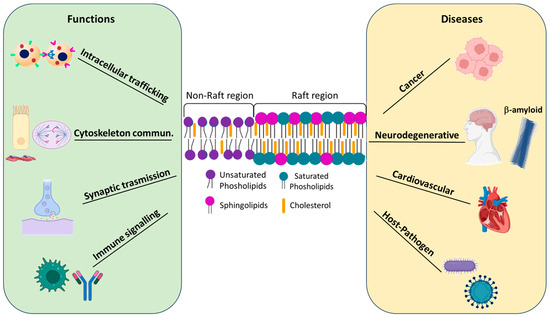 Lipid Rafts in Signalling, Diseases, and Infections: What Can Be ...