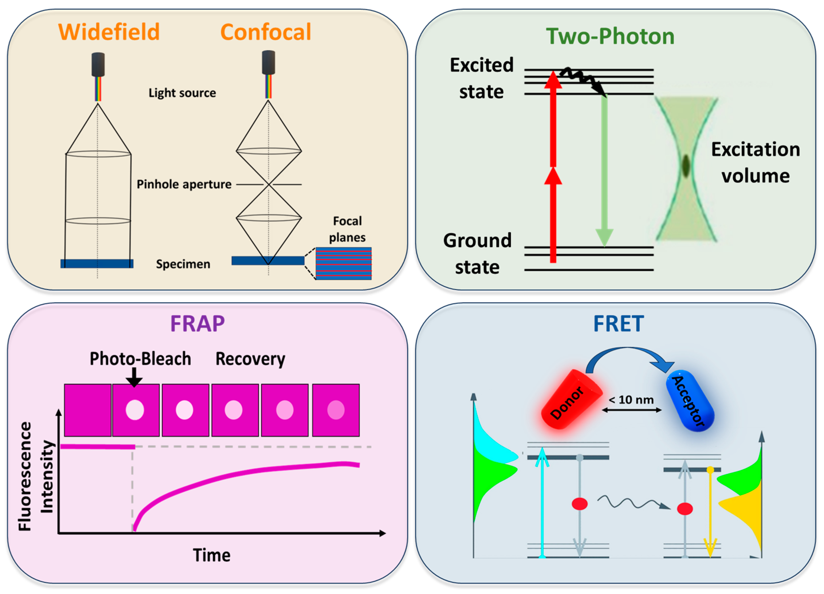 Lipid Rafts in Signalling, Diseases, and Infections: What Can Be ...