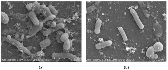 Bacterial Contamination of Ultrafiltration Installation Applied to ...