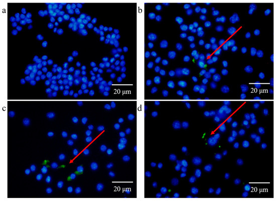 Separation and Characterization of Heterogeneity Among Various Sizes of Outer Membrane Vesicles ...