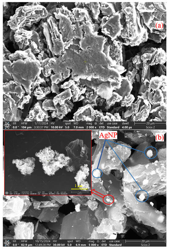 The Impact of Graphene Oxide Nanoparticles Decorated with Silver ...