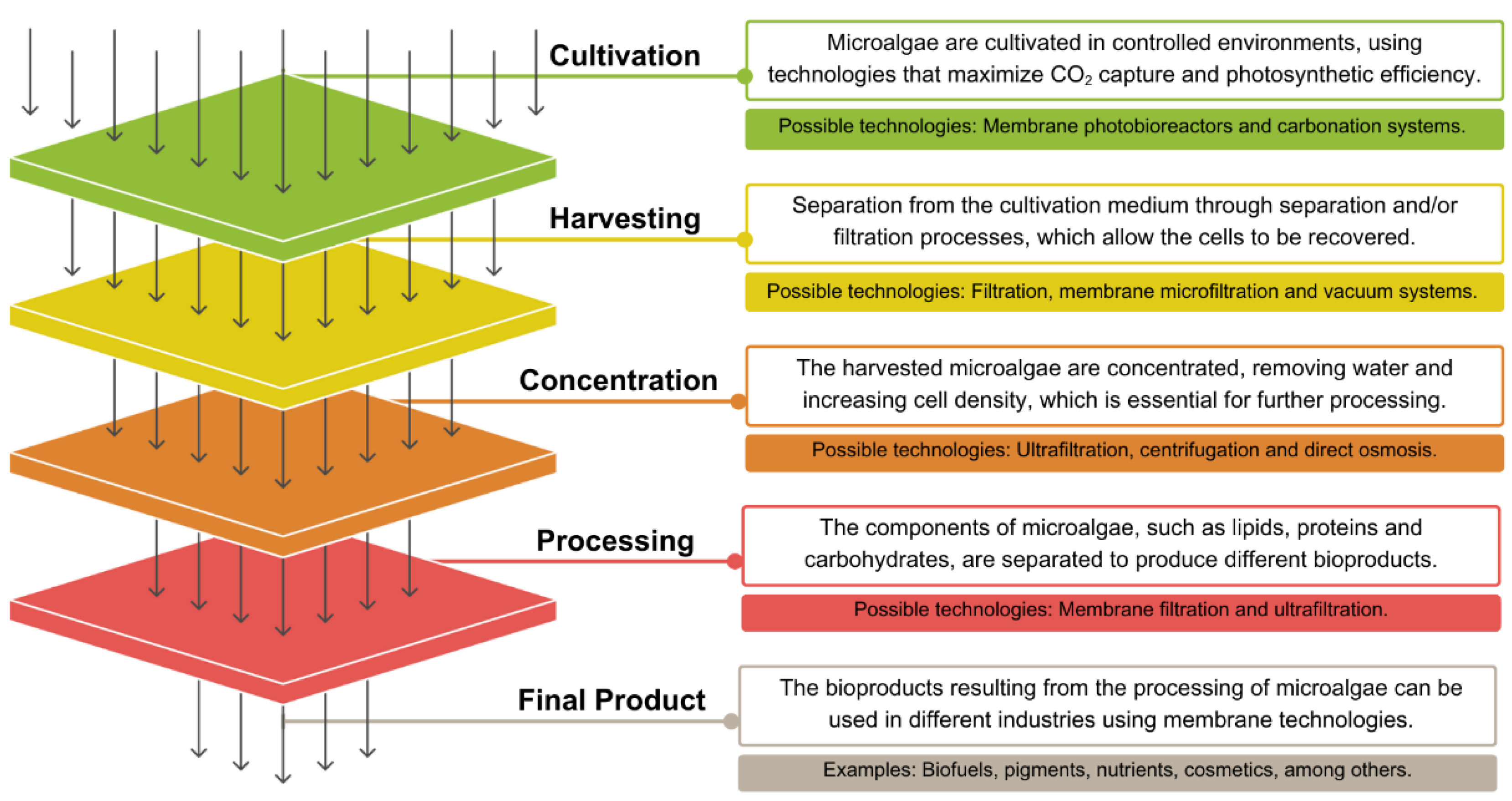 Membrane Technologies for Bioengineering Microalgae: Sustainable Applications in Biomass ...