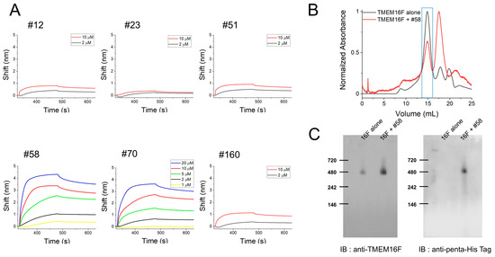 Characterization of TMEM16F-Specific Affibodies and Their Cellular Effects