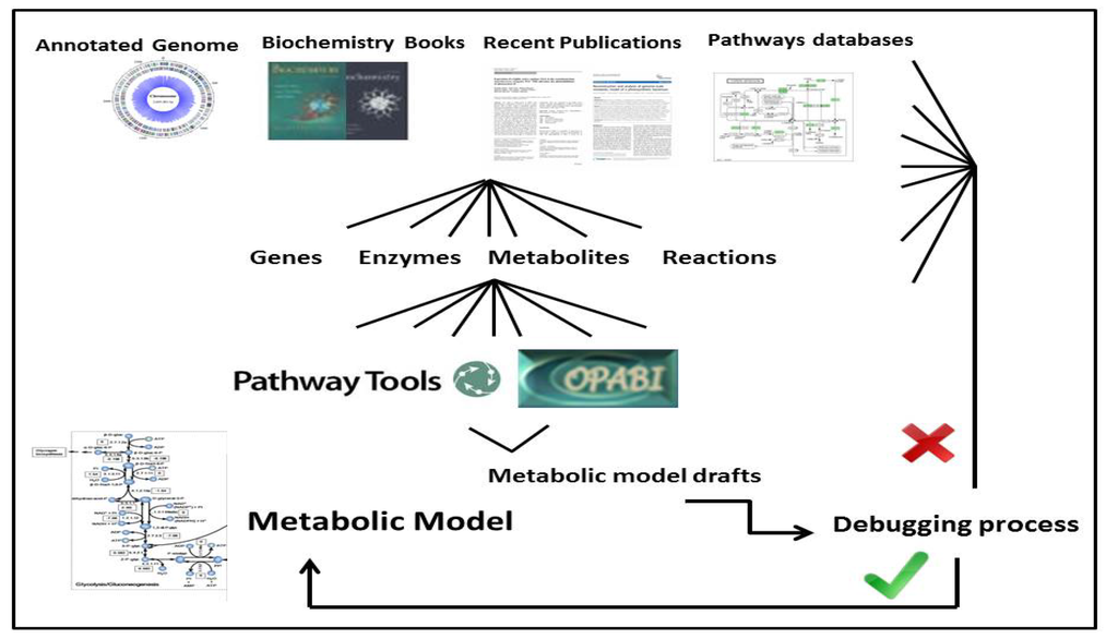 Generation and Evaluation of a Genome-Scale Metabolic Network Model of ...