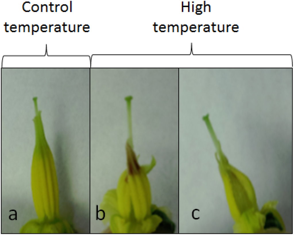 The Metabolic Basis of Pollen Thermo-Tolerance: Perspectives for Breeding