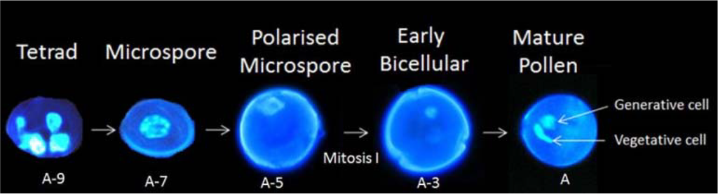 Metabolites | Free Full-Text | The Metabolic Basis of Pollen Thermo ...