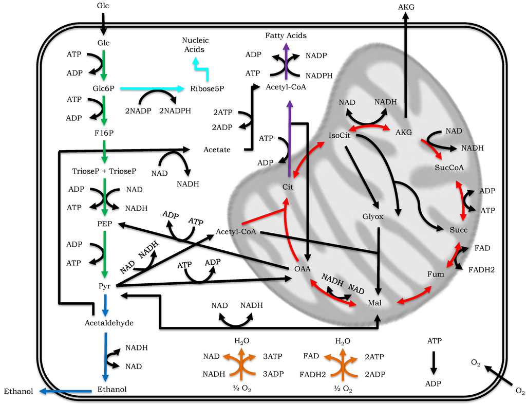 Metabolites | Free Full-Text | Computational Strategies for a System ...