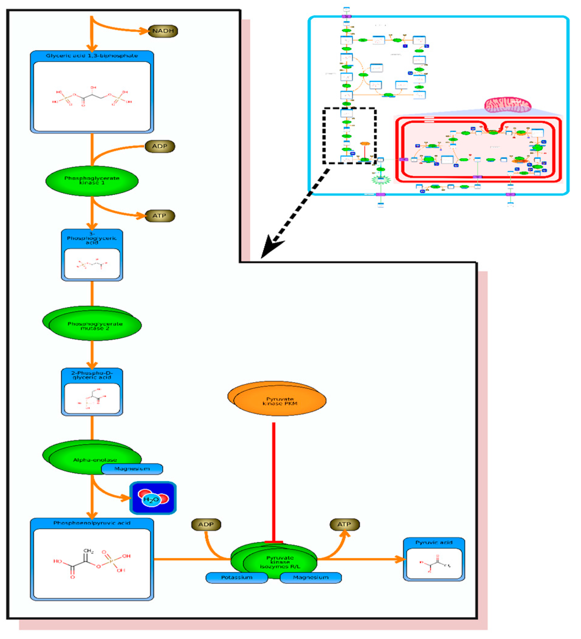 Cancer Metabolomics and the Human Metabolome Database