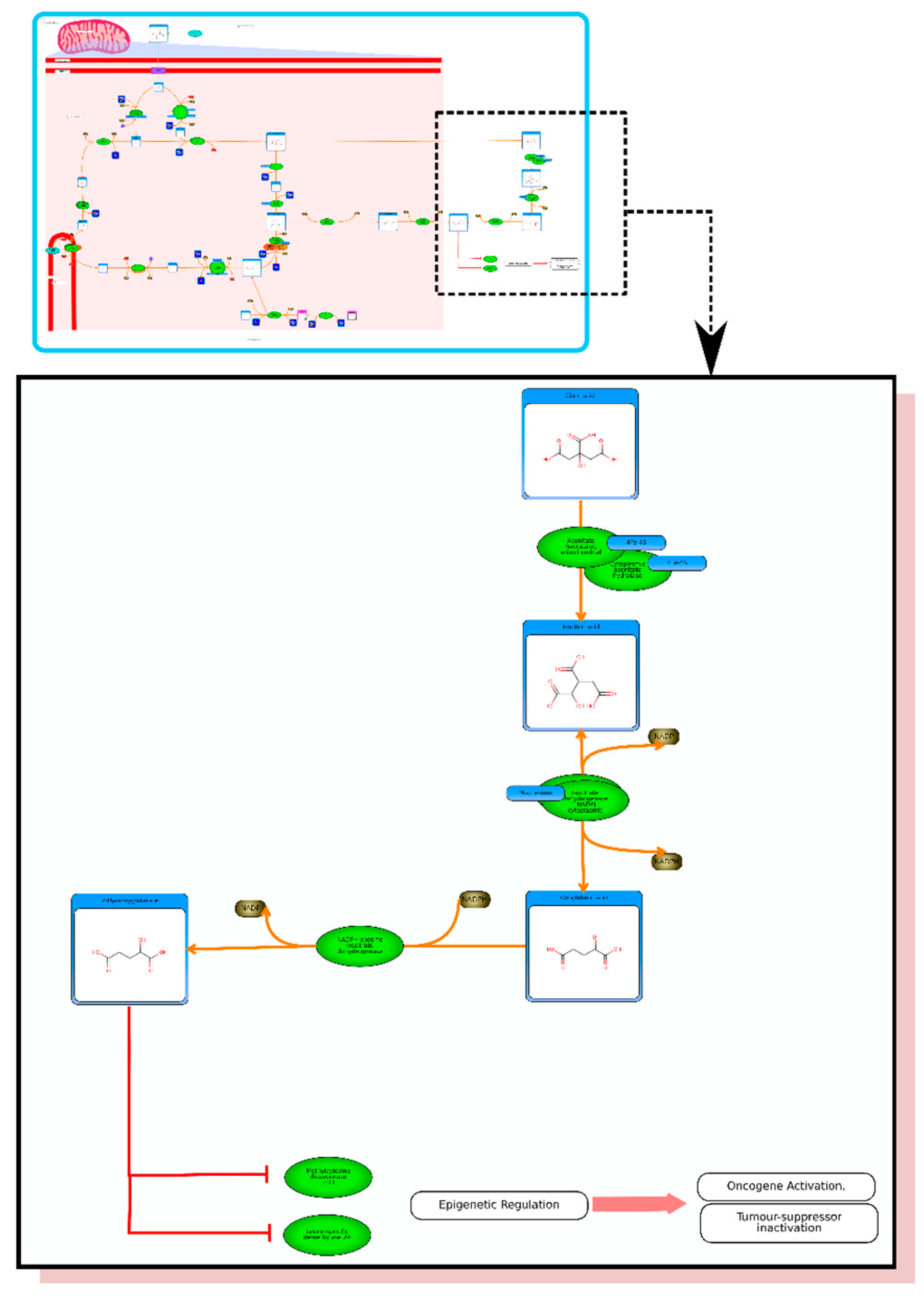 Cancer Metabolomics and the Human Metabolome Database