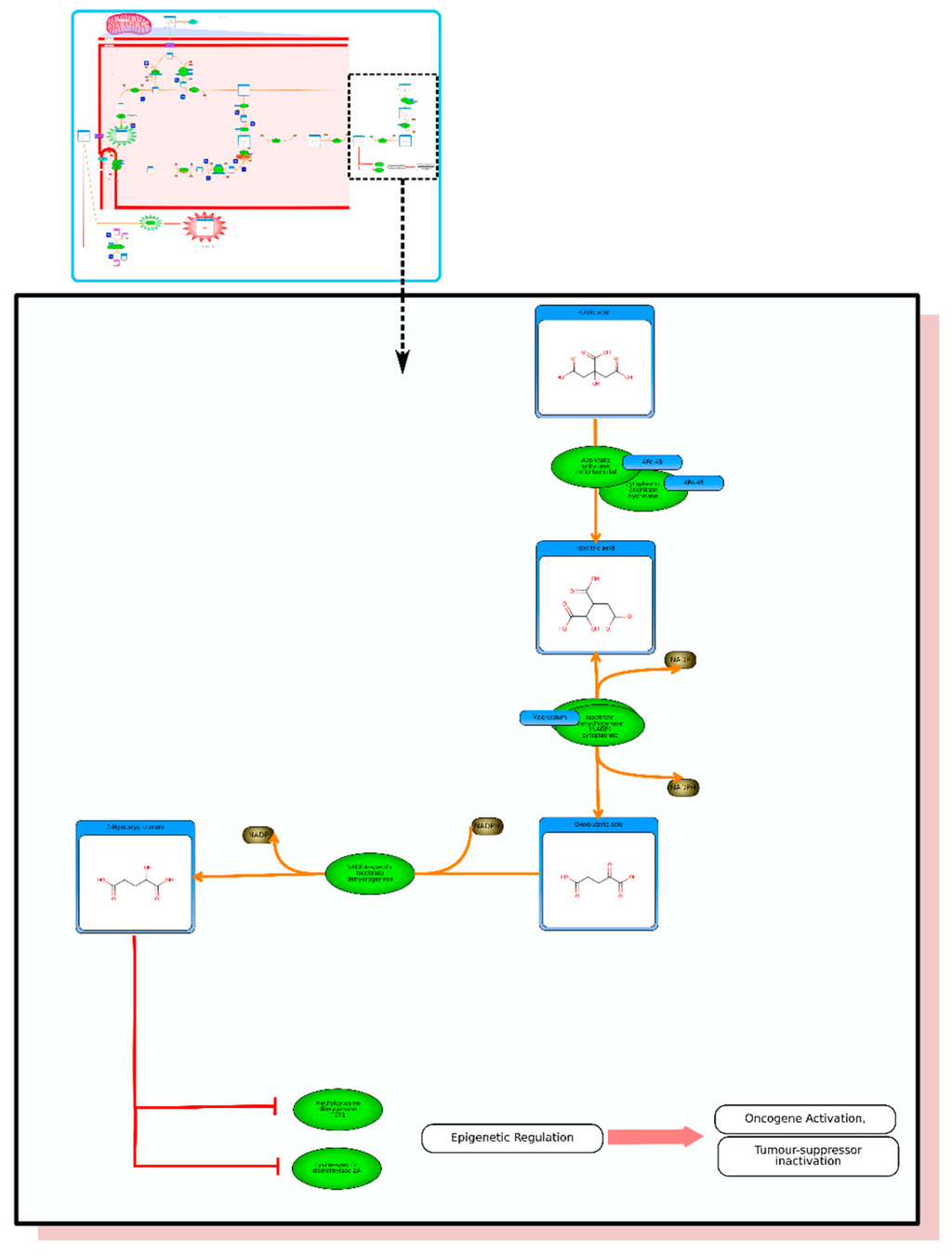 Cancer Metabolomics and the Human Metabolome Database