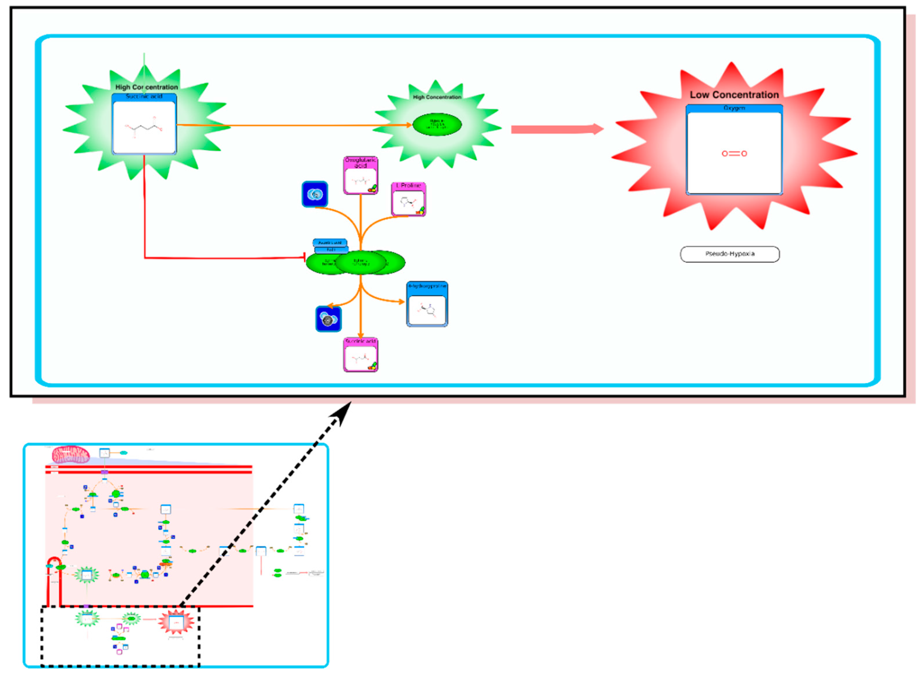 Cancer Metabolomics and the Human Metabolome Database