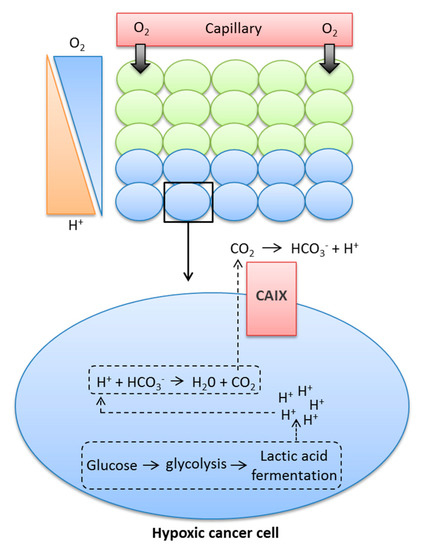 Carbonic Anhydrase IX (CAIX), Cancer, and Radiation Responsiveness