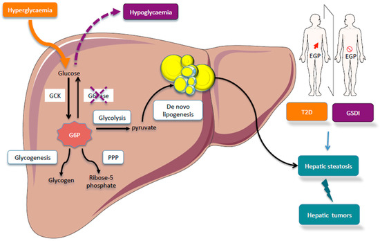 Glucose-6 Phosphate, a Central Hub for Liver Carbohydrate Metabolism
