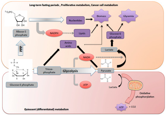 Glucose-6 Phosphate, a Central Hub for Liver Carbohydrate Metabolism