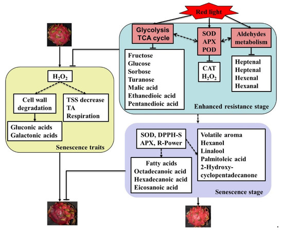 Deciphering the Metabolic Pathways of Pitaya Peel after Postharvest Red ...